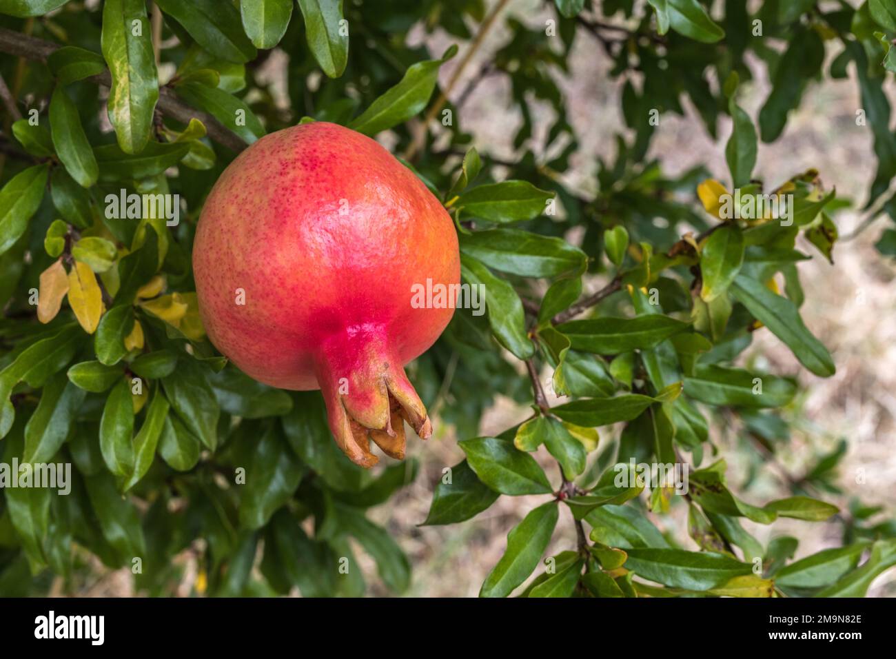 Grenadier a fruits hi-res stock photography and images - Alamy