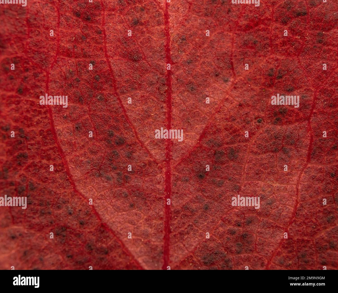 A macro shot of a red leaf with black spots Stock Photo - Alamy