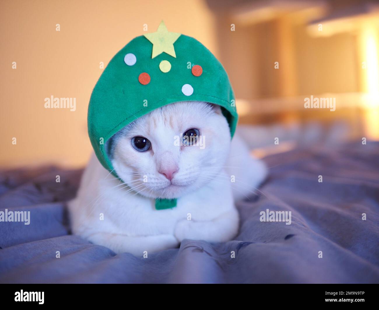 Mitzie the Flamepoint Siamese in Christmas Tree Costume Stock Photo - Alamy