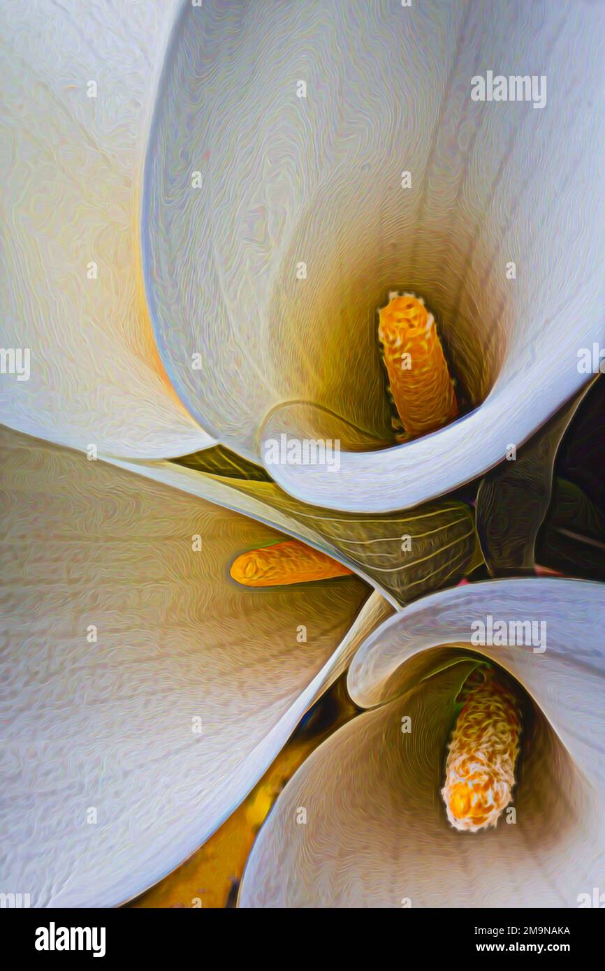 Calla lily abstract flower hi-res stock photography and images - Alamy