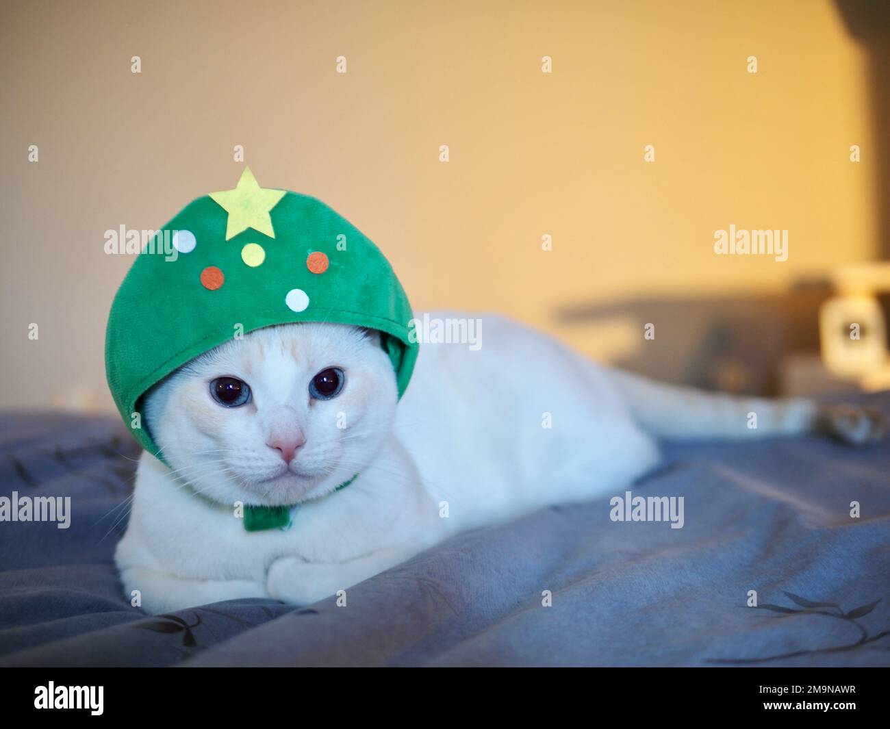 Mitzie the Flamepoint Siamese in Christmas Tree Costume Stock Photo - Alamy