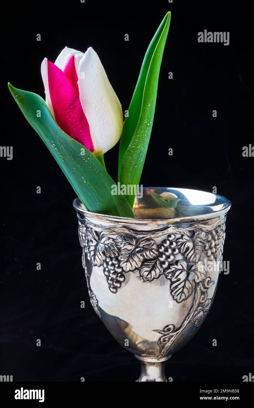 Silver tulips hi-res stock photography and images - Alamy