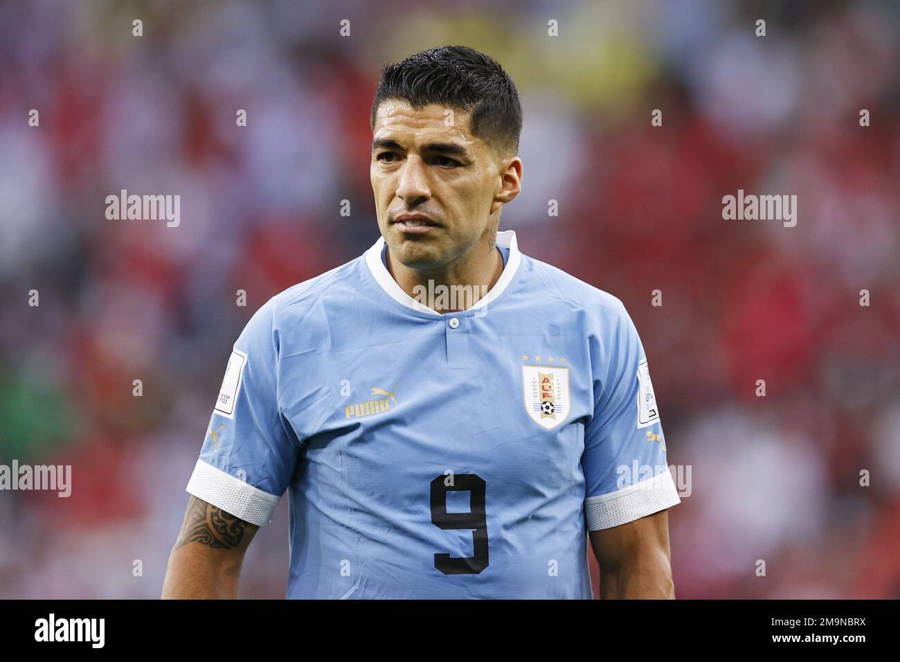 DOHA - Luis Suarez of Uruguay during the FIFA World Cup Qatar 2022 ...
