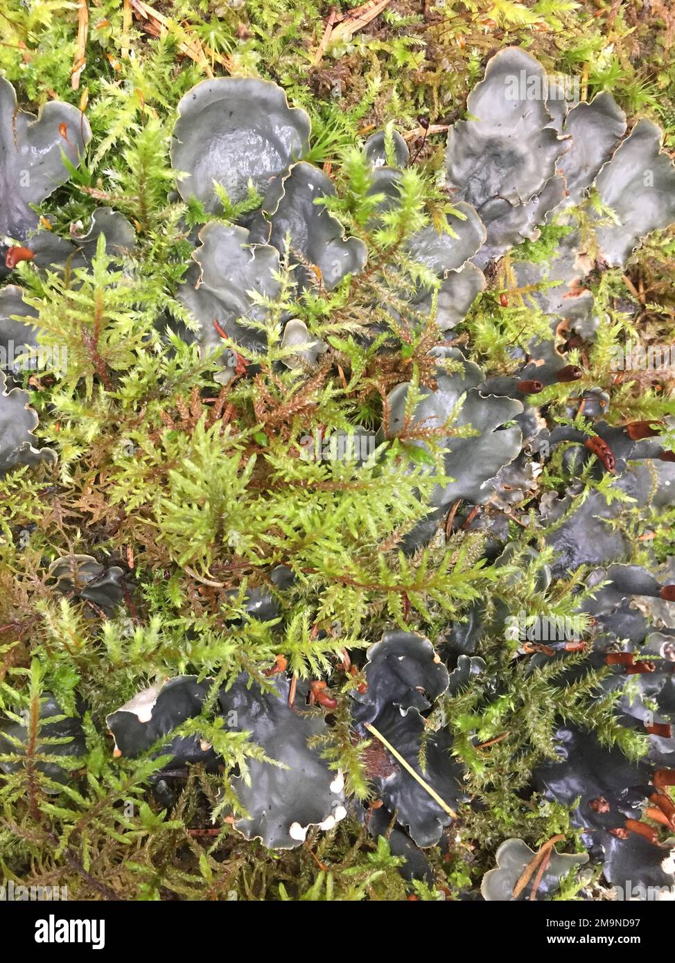 Forest moss texture, wild forest moss top view, natural background ...