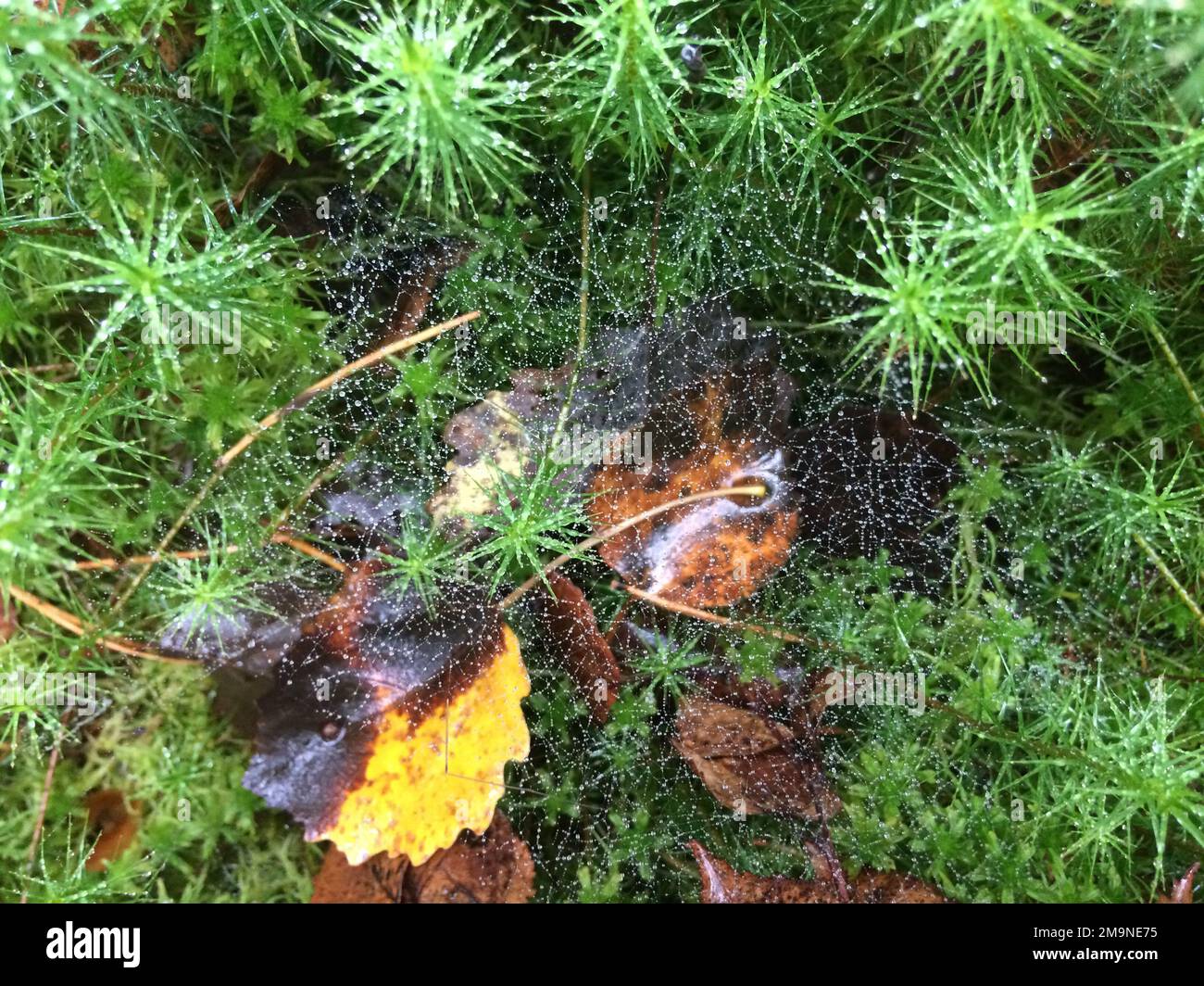 Forest moss texture, wild forest moss top view, natural background ...