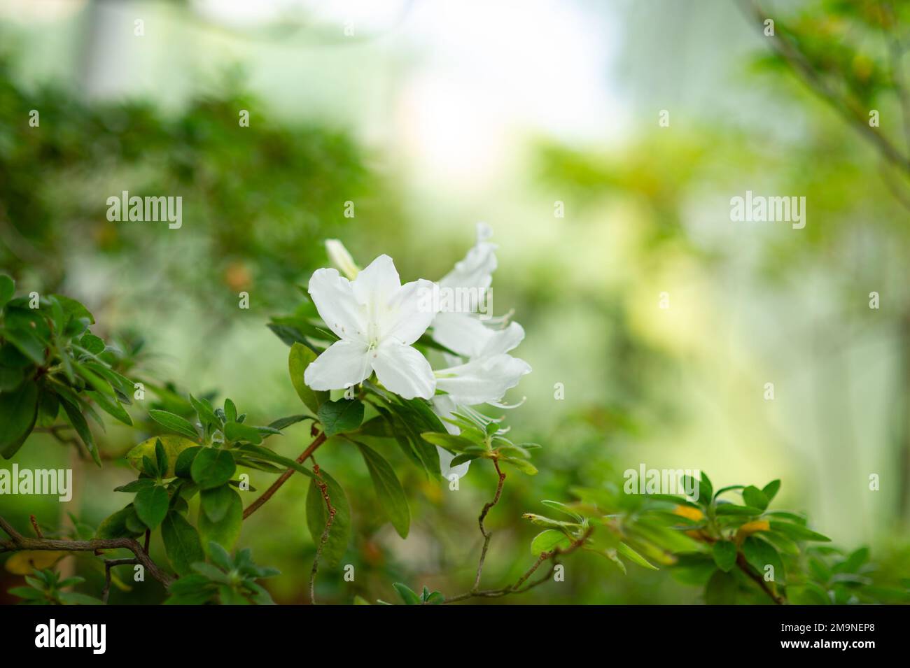 Beautiful fresh spring forest flowers. Primroses. Close-up Stock Photo ...