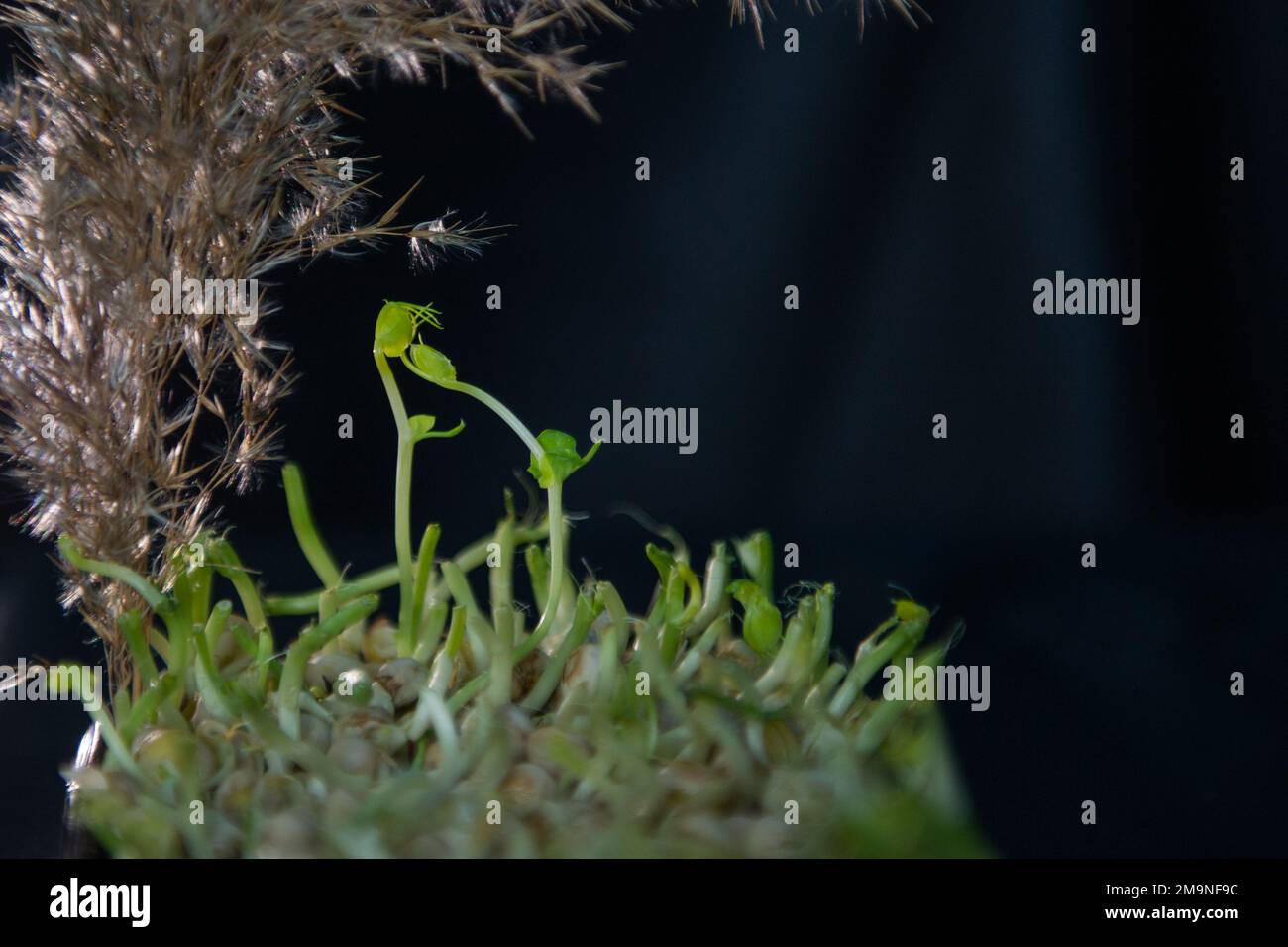 Pea microgreen sprouts close up. Love story Stock Photo - Alamy
