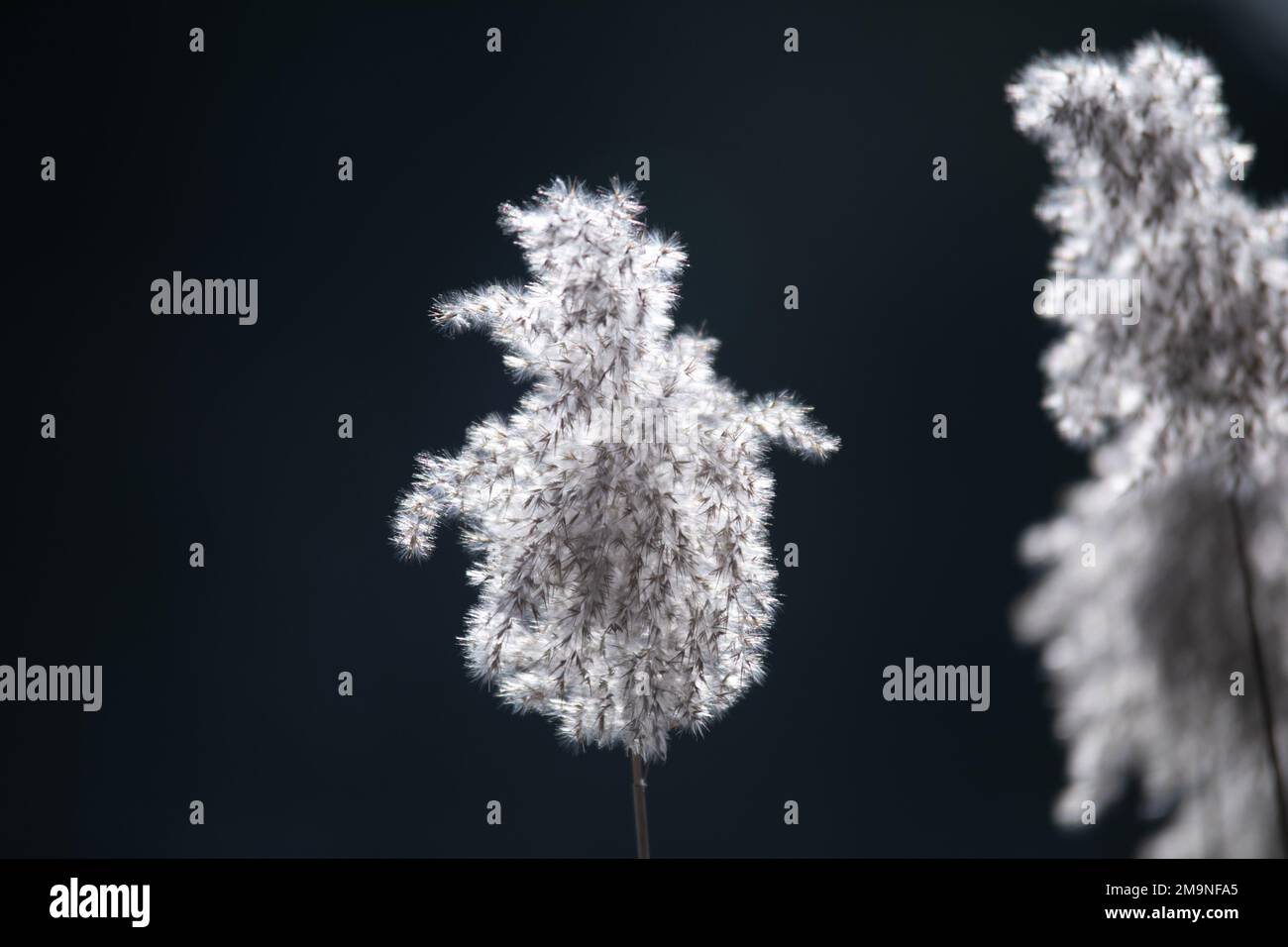 Abstract nature background. Stalks of dry tall grass. Wild reeds grass ...