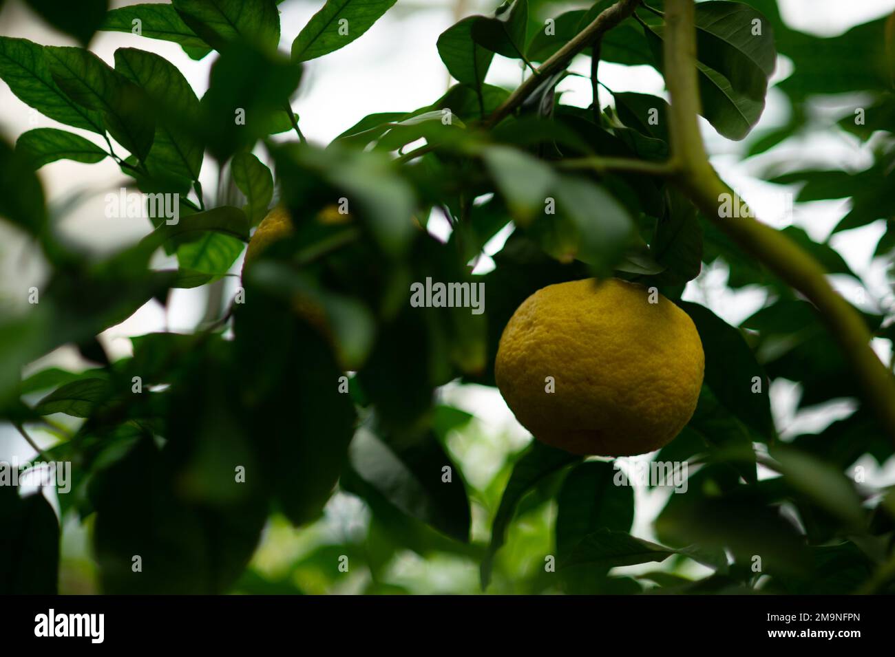 Green lemon tree Stock Photo - Alamy