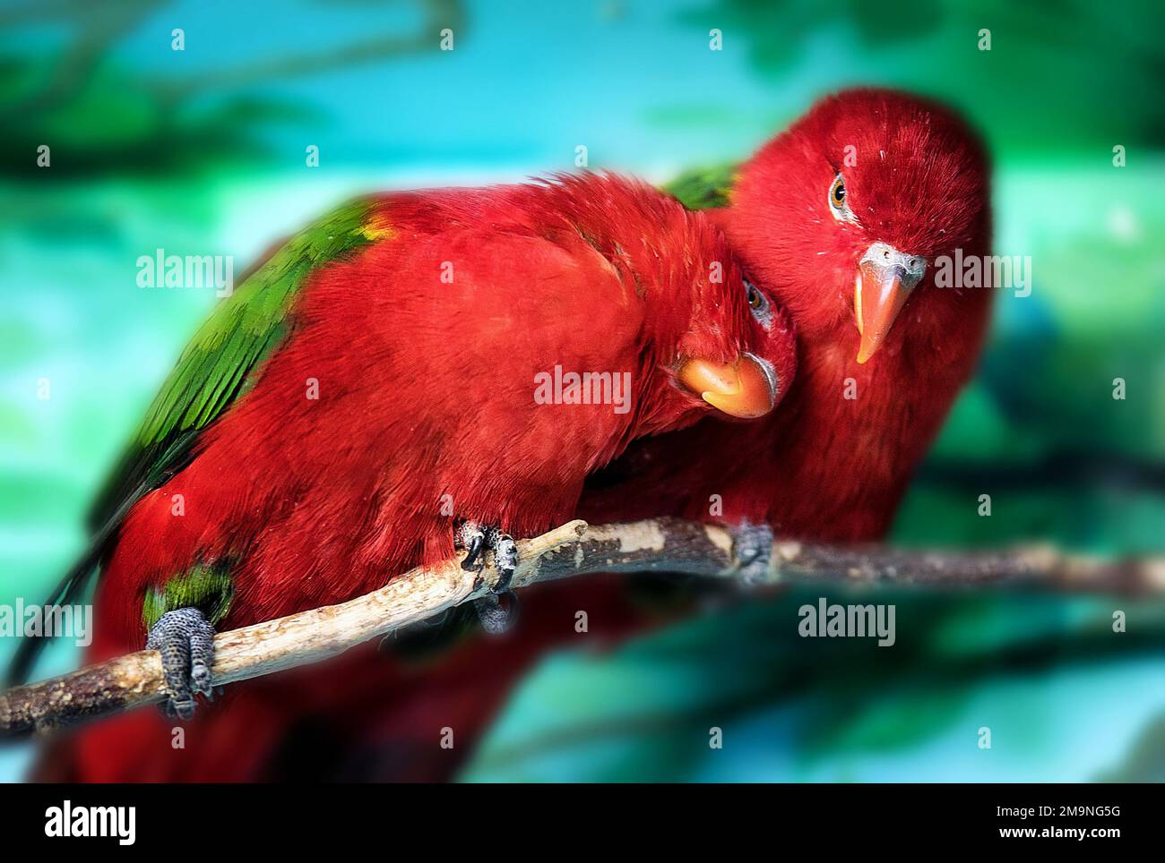 Two parrots red in tropical forest birds Stock Photo - Alamy