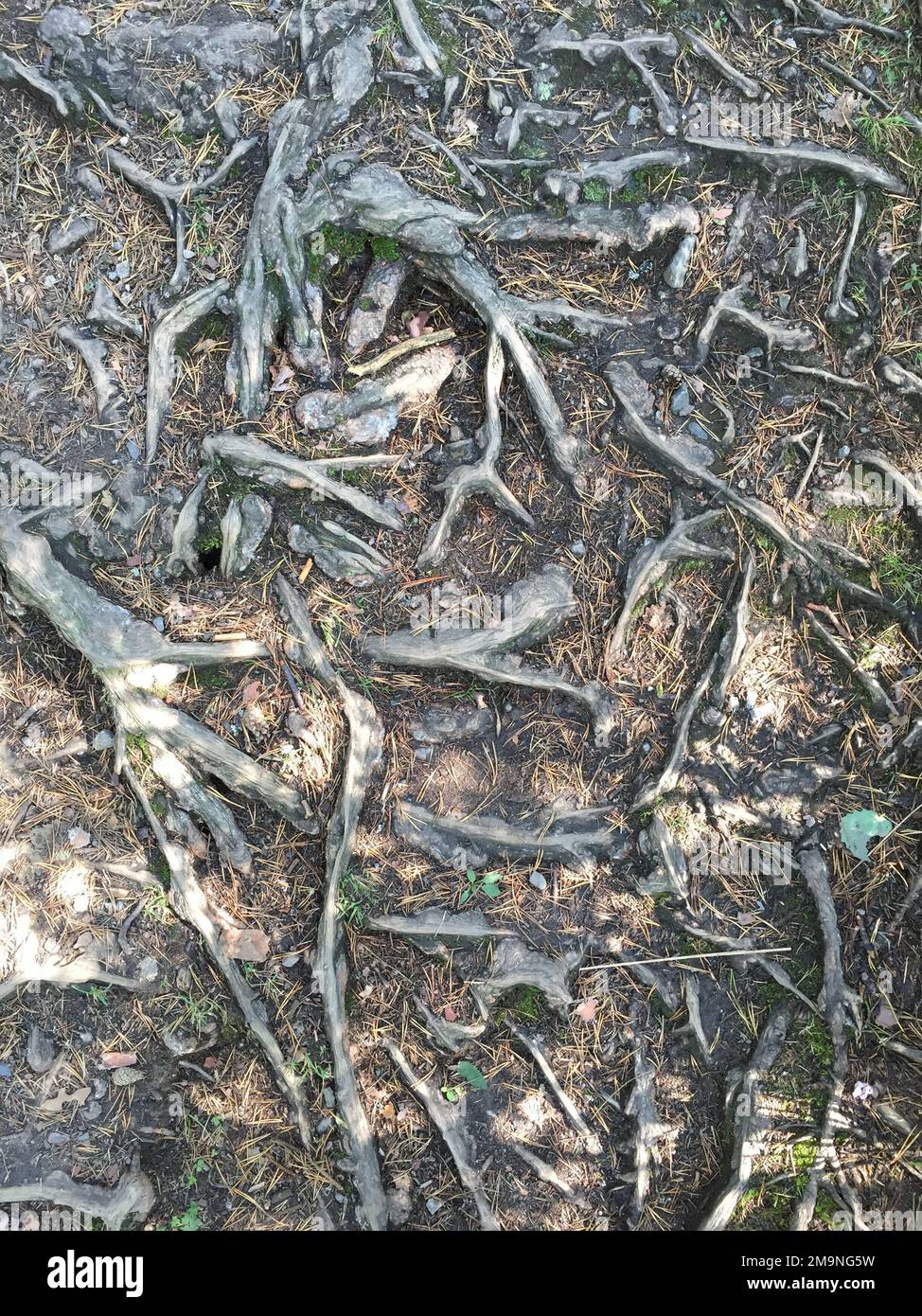 large tree roots that spread over the ground are cracked and dry Stock ...