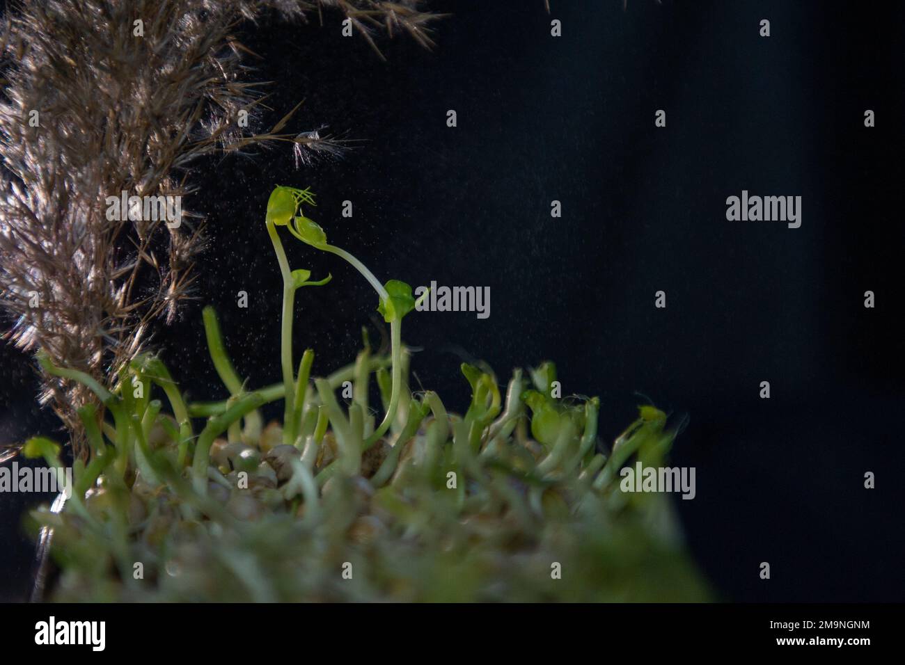 Pea microgreen sprouts close up. Love story Stock Photo - Alamy