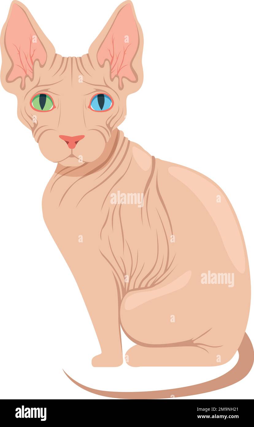Sphynx cat breed. Cartoon pet. Domestic animal Stock Vector Image & Art ...