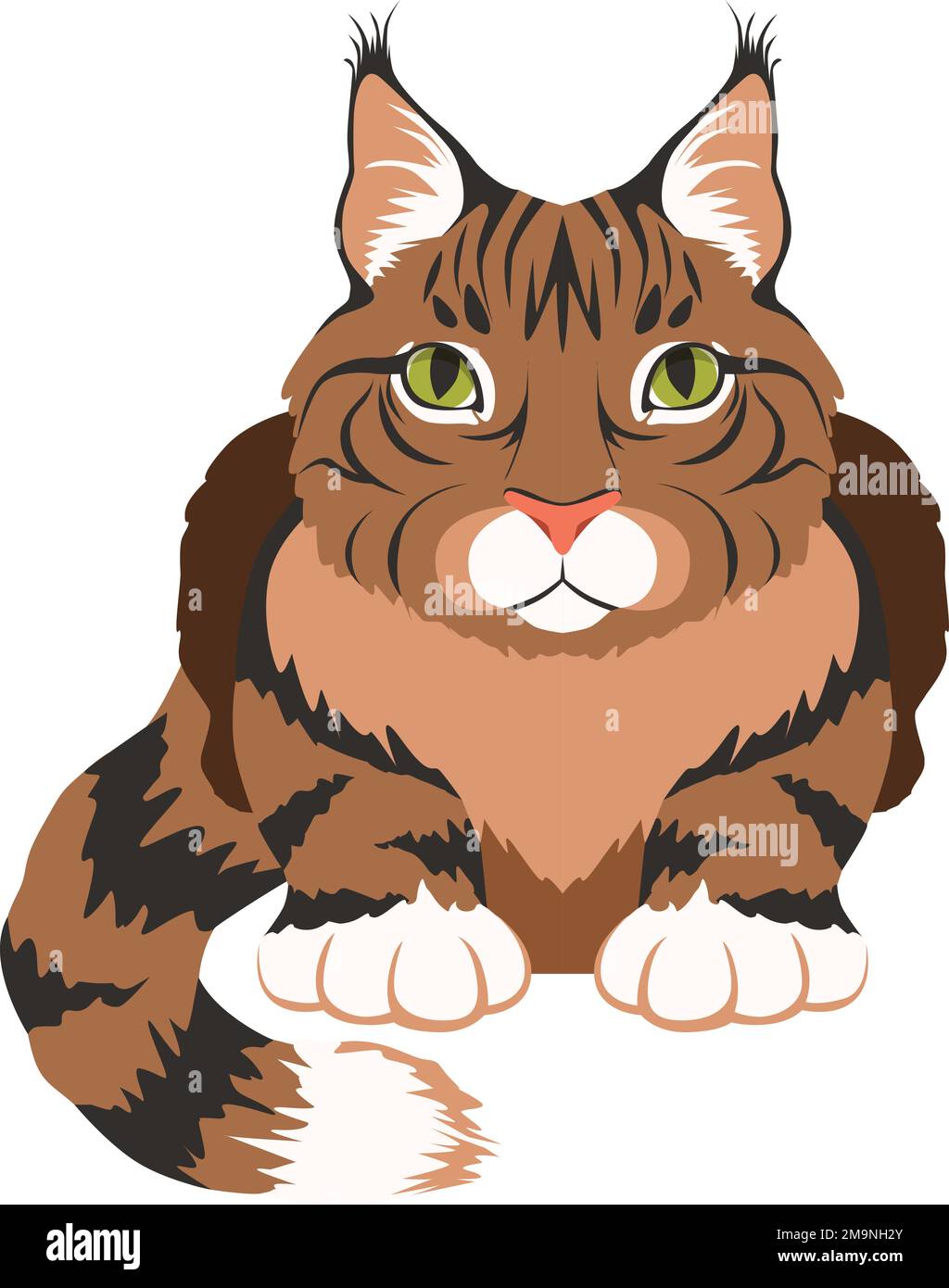 Maine coon icon. Cartoon cat breed symbol Stock Vector Image & Art - Alamy