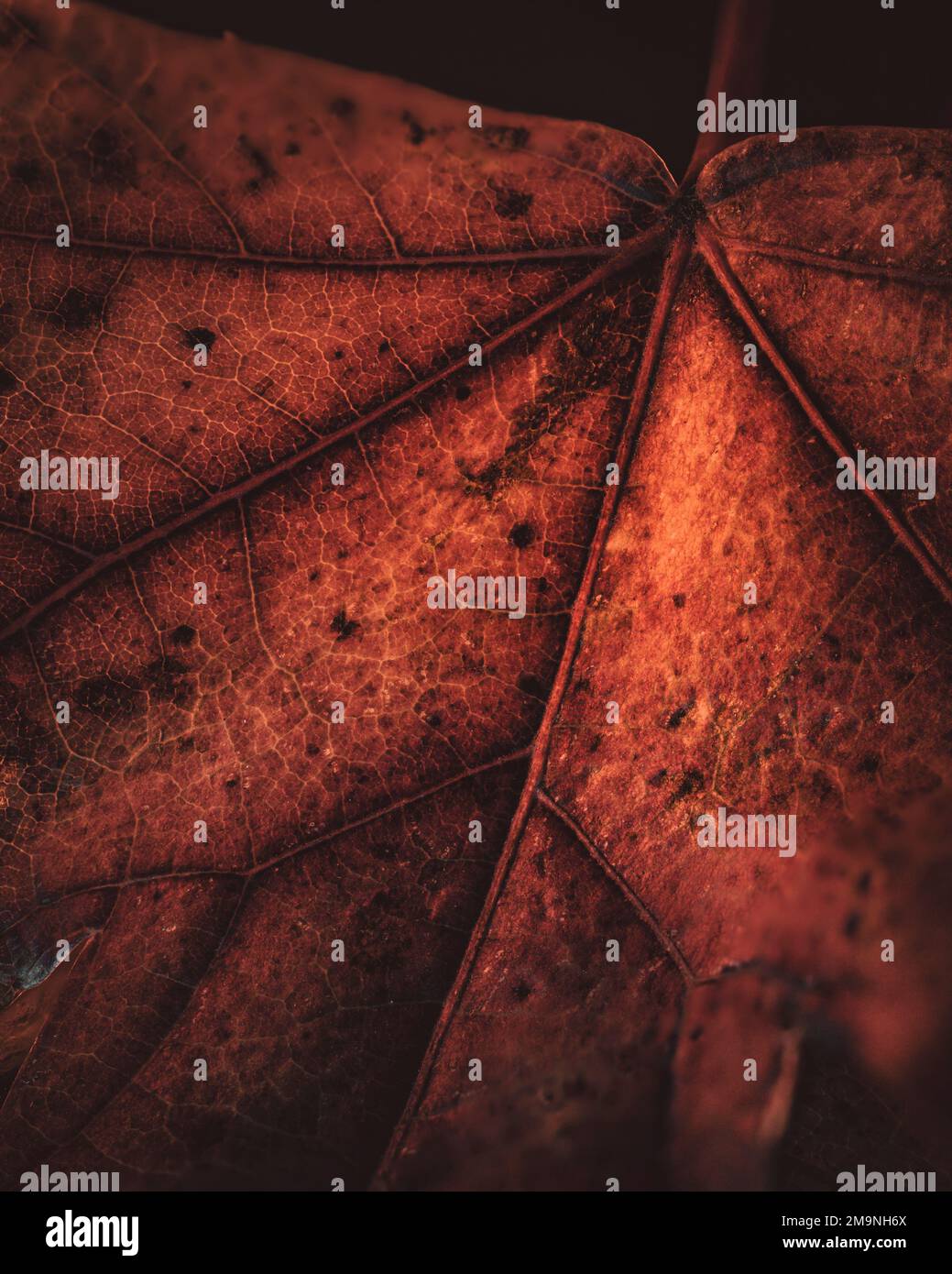 A vertical shot of the red maple leaf with a dark vintage effect ...