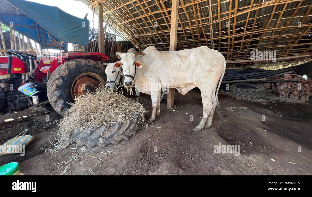 The white oxen with horns standing in a farm and eating some grass ...