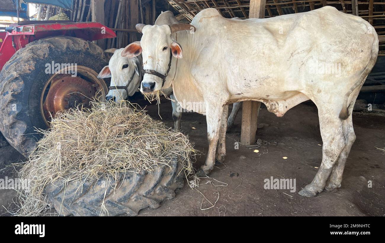 The white oxen with horns standing in a farm and eating some grass ...