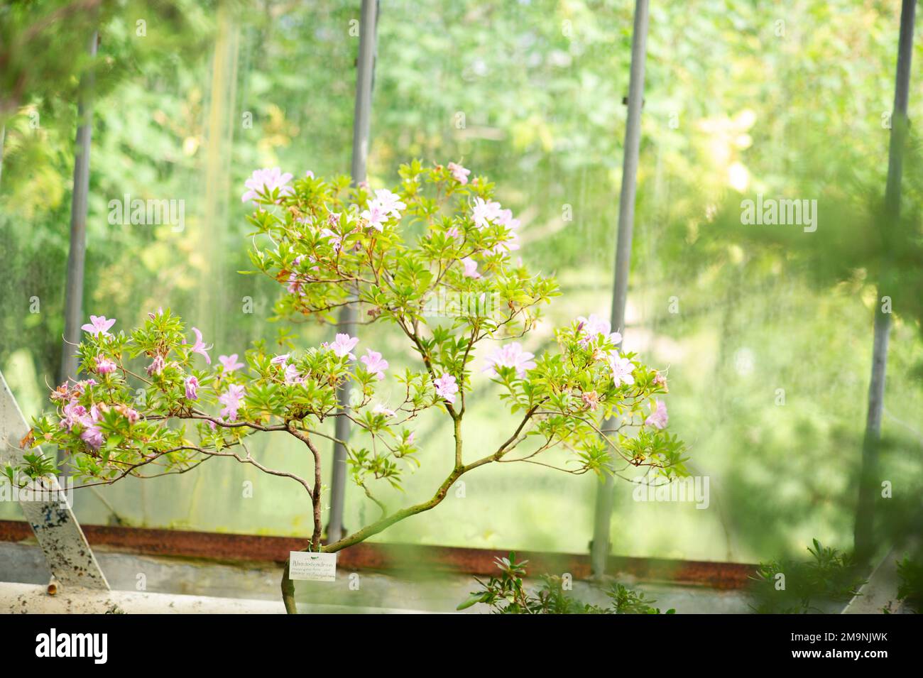 Spring blossoms background Stock Photo - Alamy