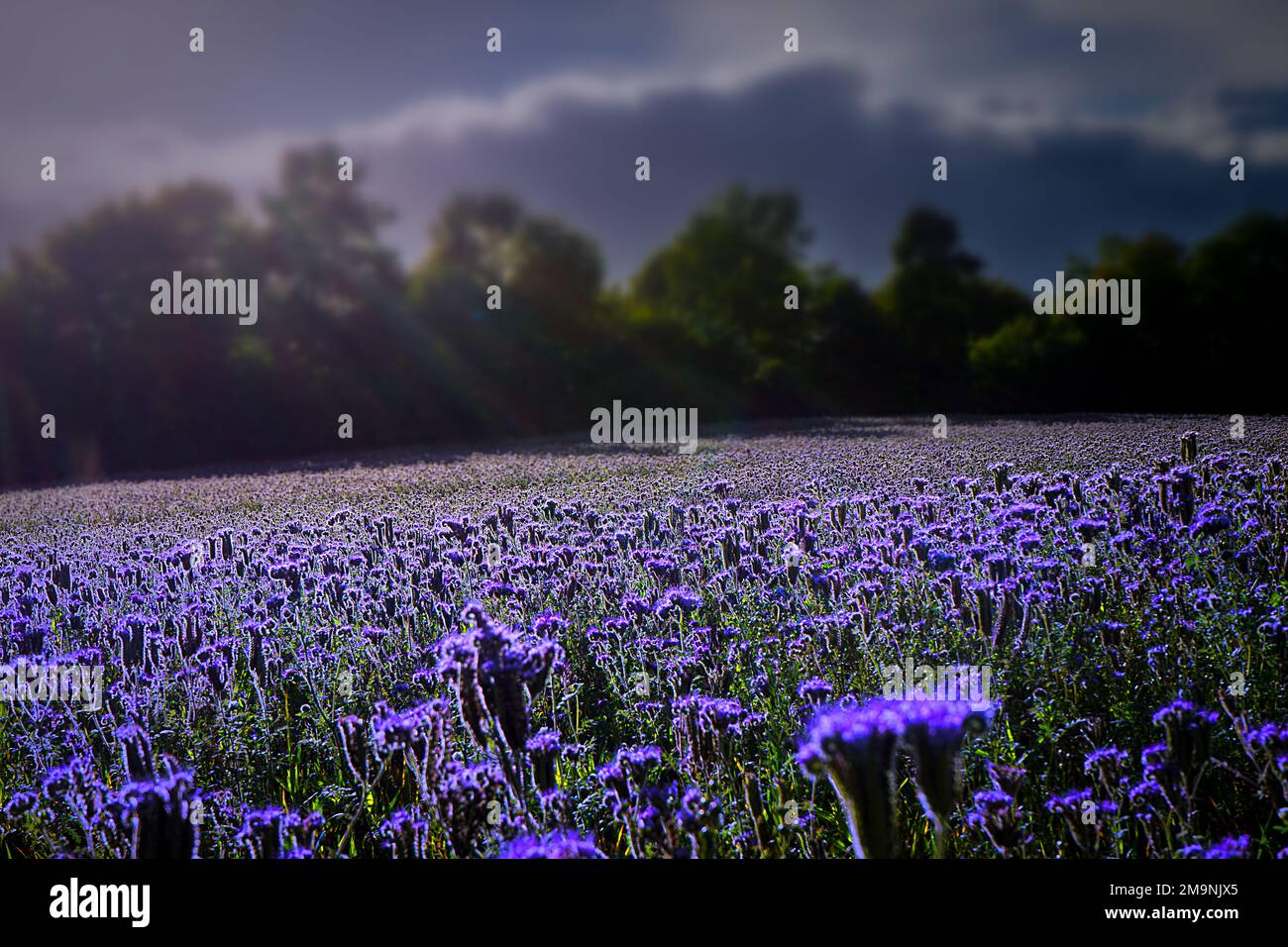 Phacelia tanacetifolia farm hi-res stock photography and images - Alamy
