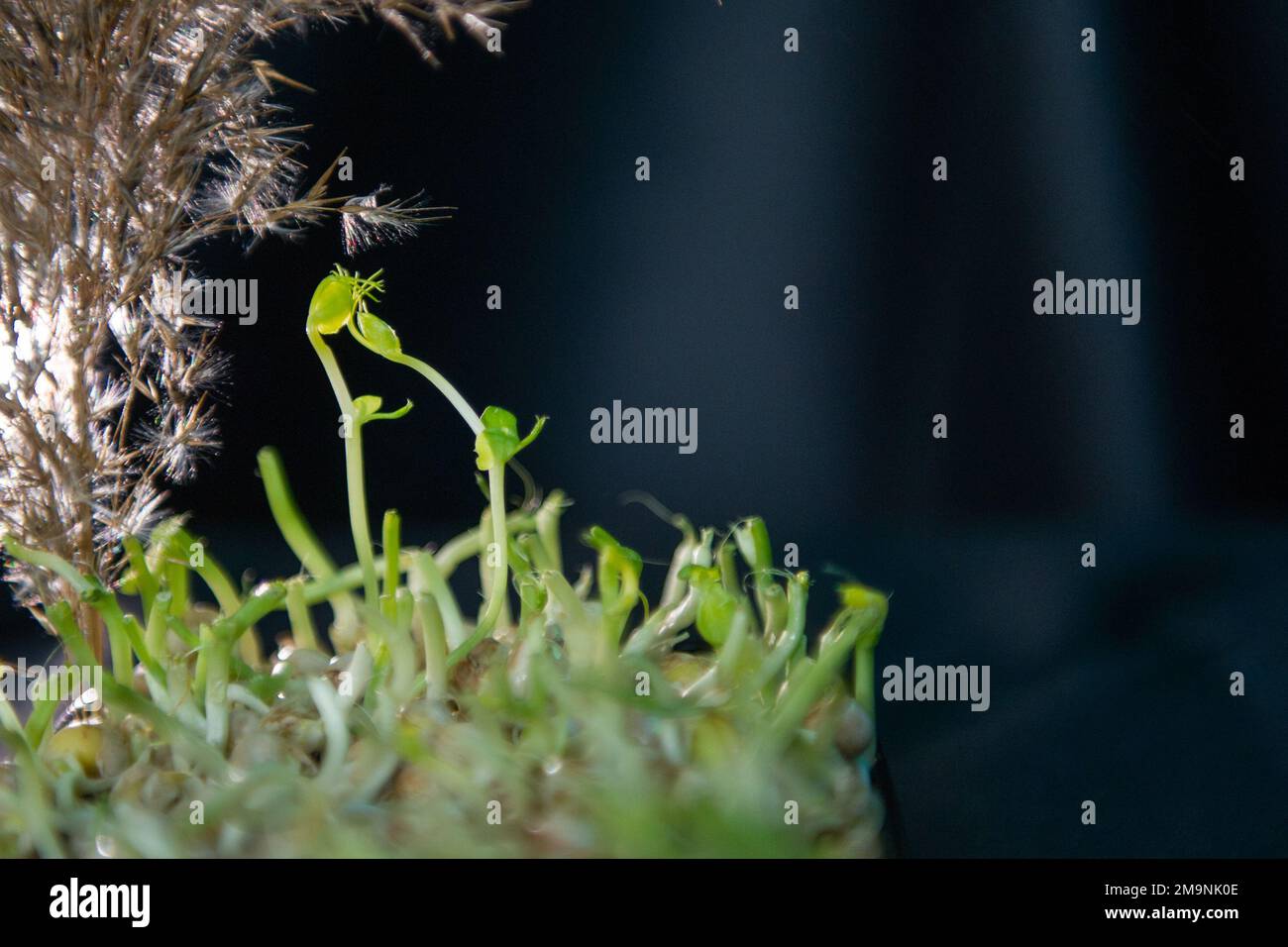 Pea microgreen sprouts close up. Love story Stock Photo - Alamy