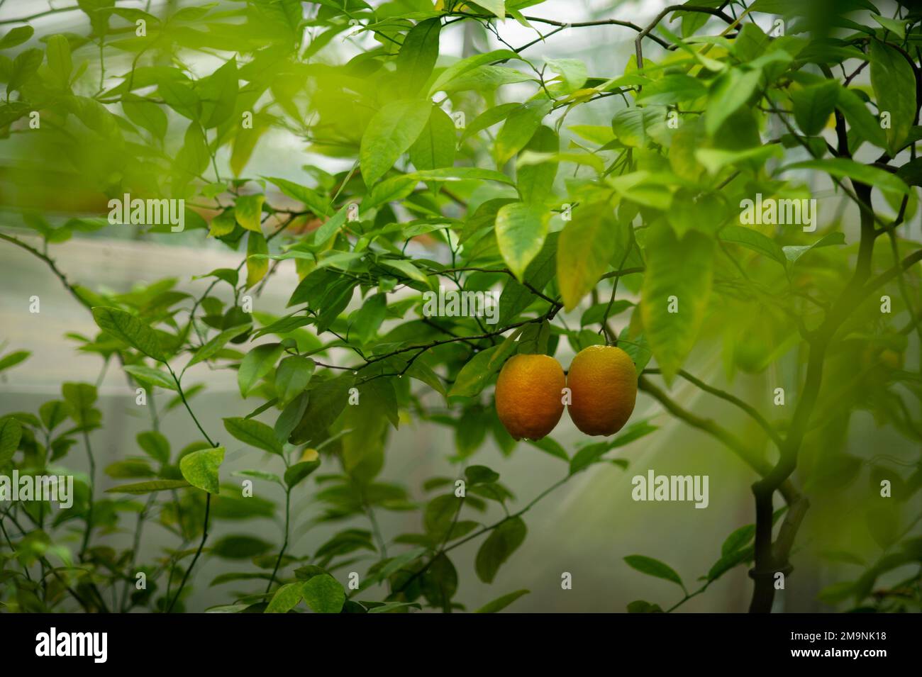 Lemon tree woman garden hi-res stock photography and images - Alamy