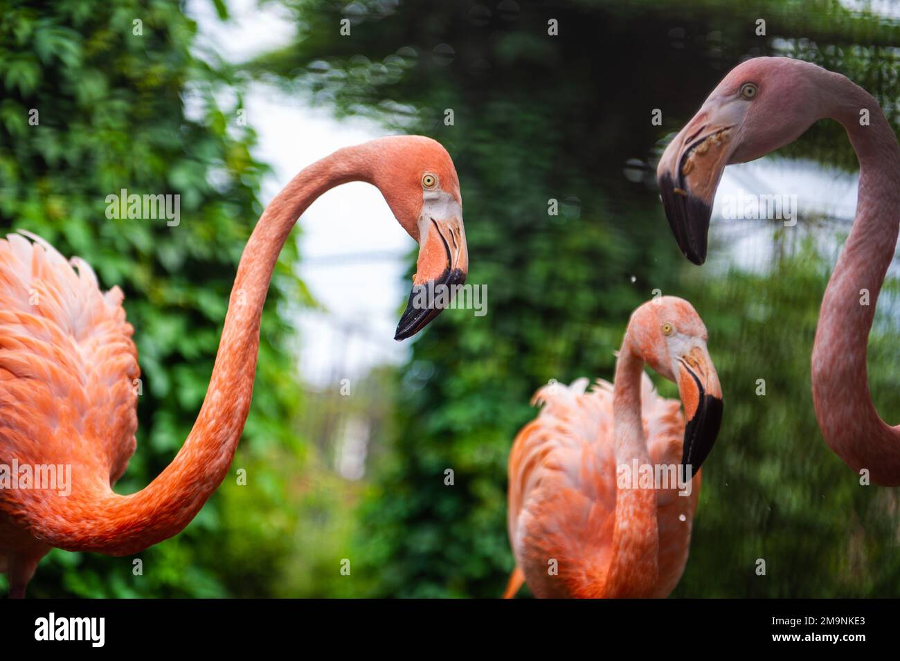 Three flamingo heads together Stock Photo - Alamy