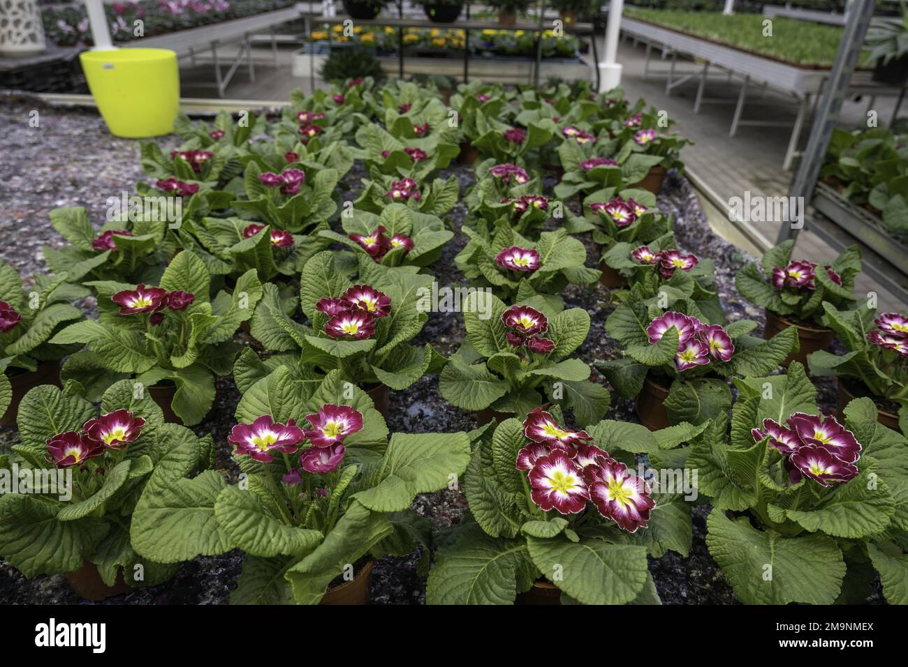 Purple primrose primula vulgaris. Perennial primrose flower in spring ...