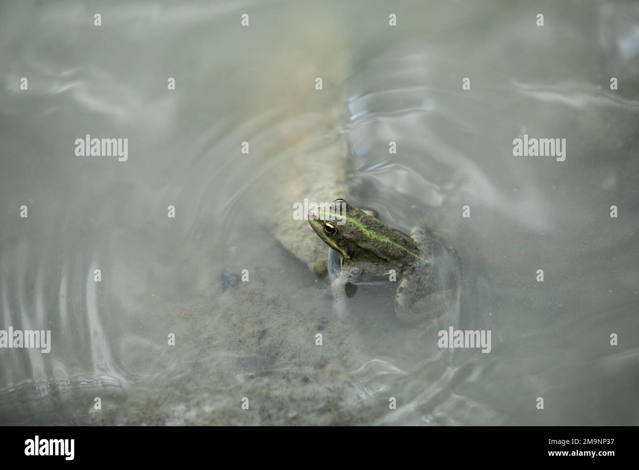 Green frog in pond with cheeks blown Stock Photo - Alamy