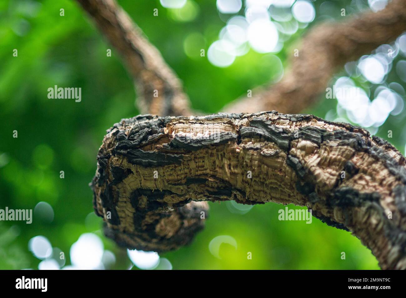 tree trunk close-up, birch without leaves Stock Photo - Alamy
