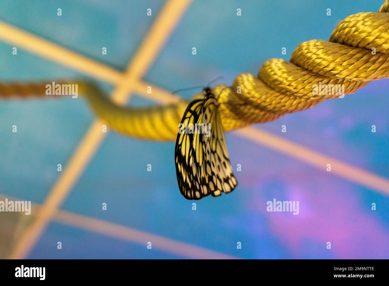 Kite paper texture hi-res stock photography and images - Alamy