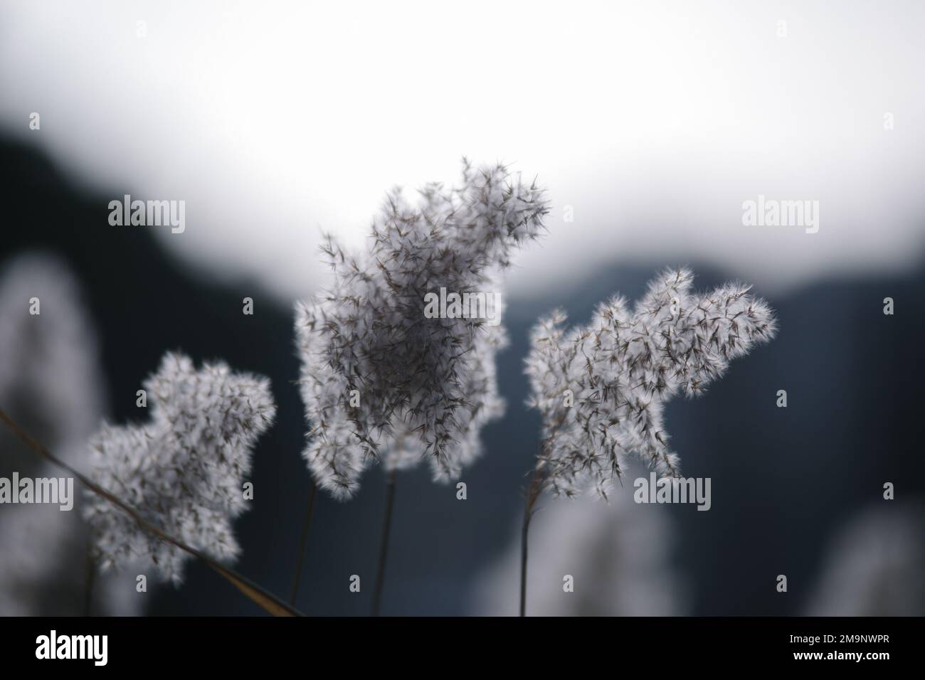 Abstract nature background. Stalks of dry tall grass. Wild reeds grass ...