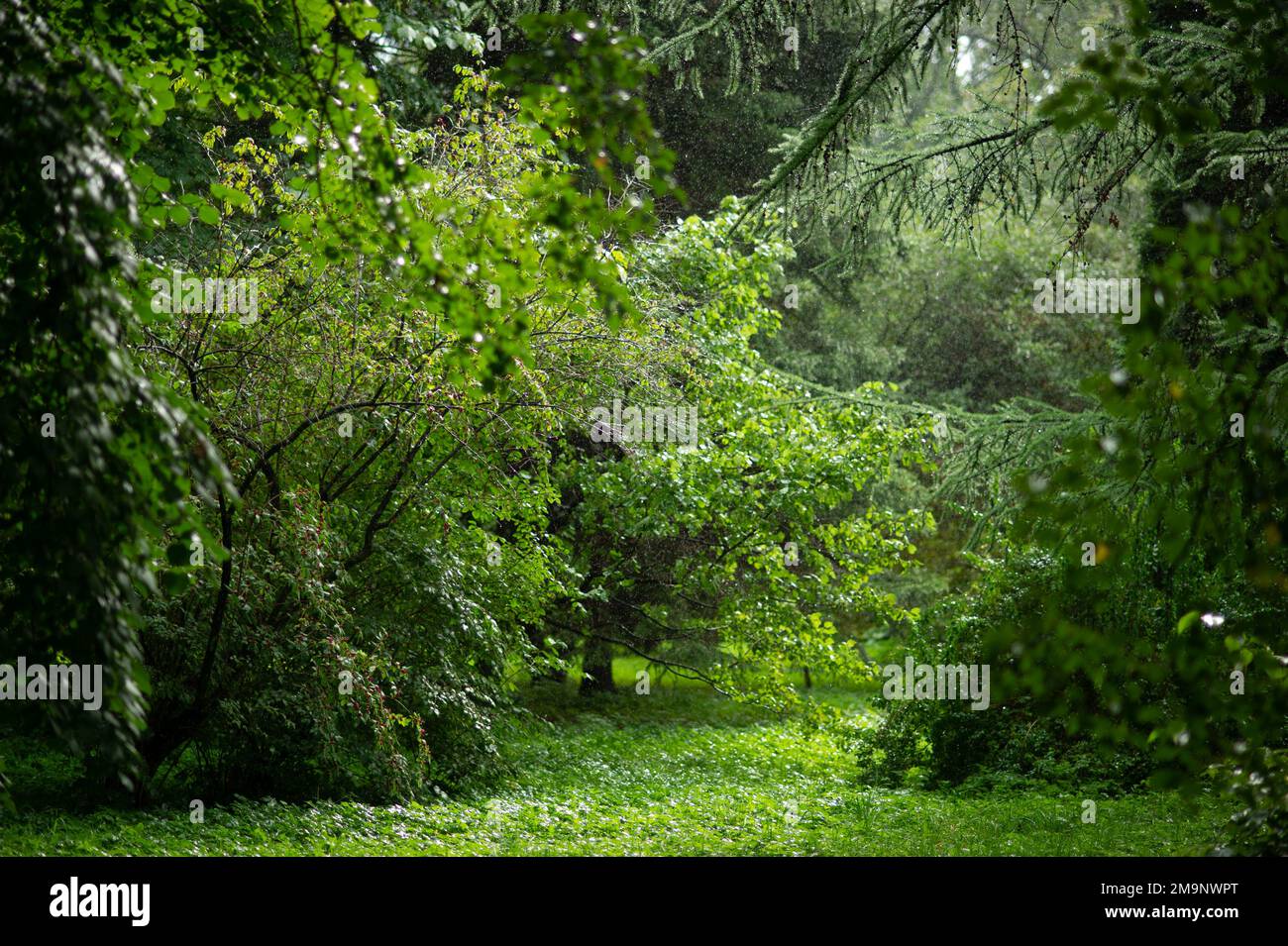 path through the forest trees, nature green wood Stock Photo - Alamy
