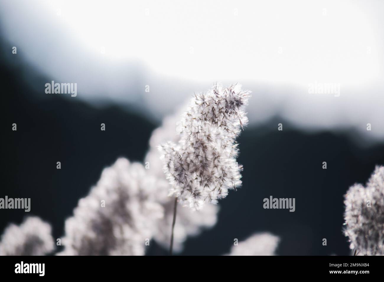 Pampas grass river water hi-res stock photography and images - Alamy