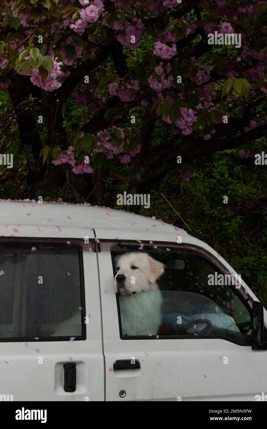 A great pyrenees dog patiently waits in a van underneath a flowering ...