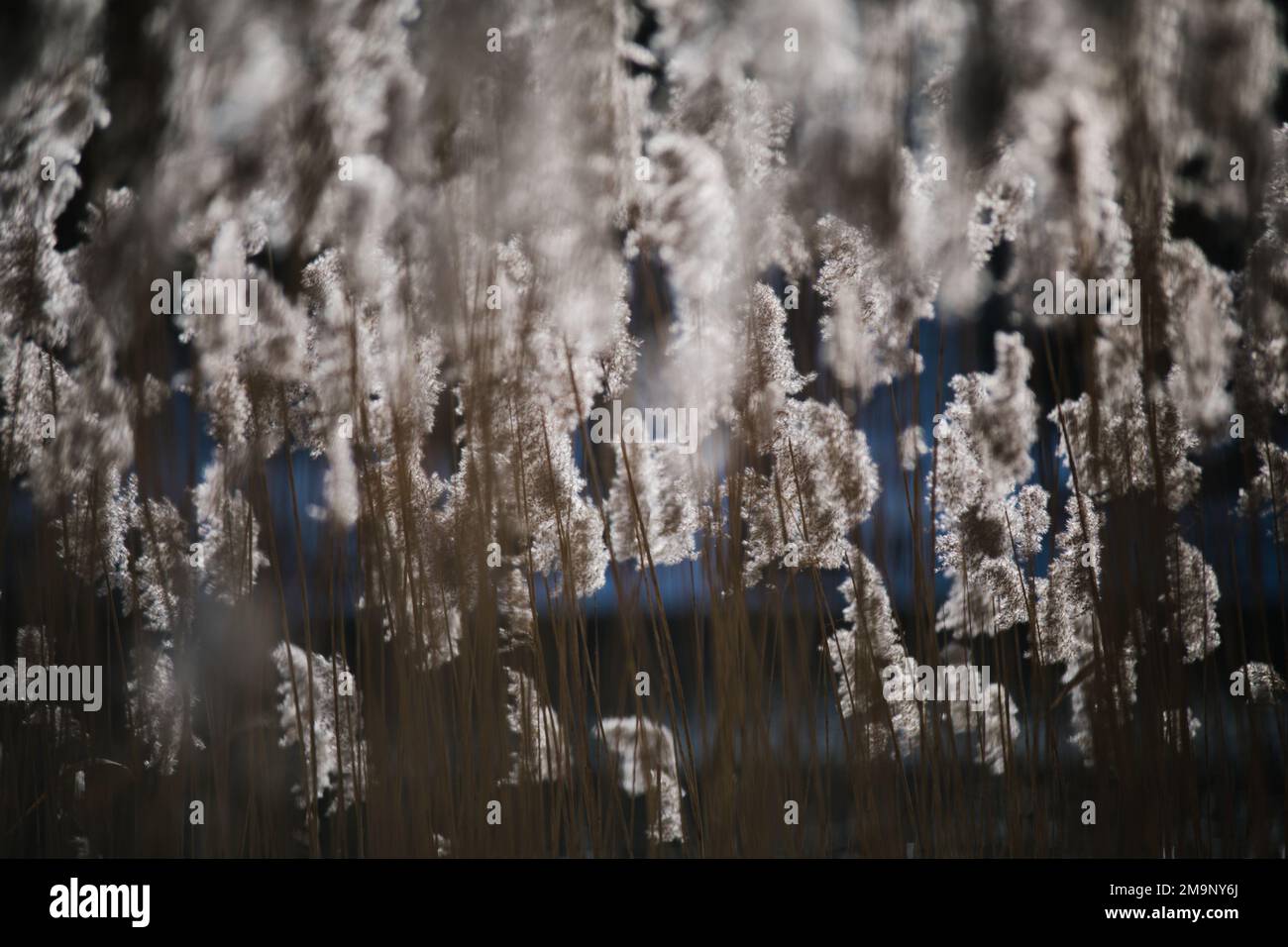 Dried reed stalks hi-res stock photography and images - Alamy