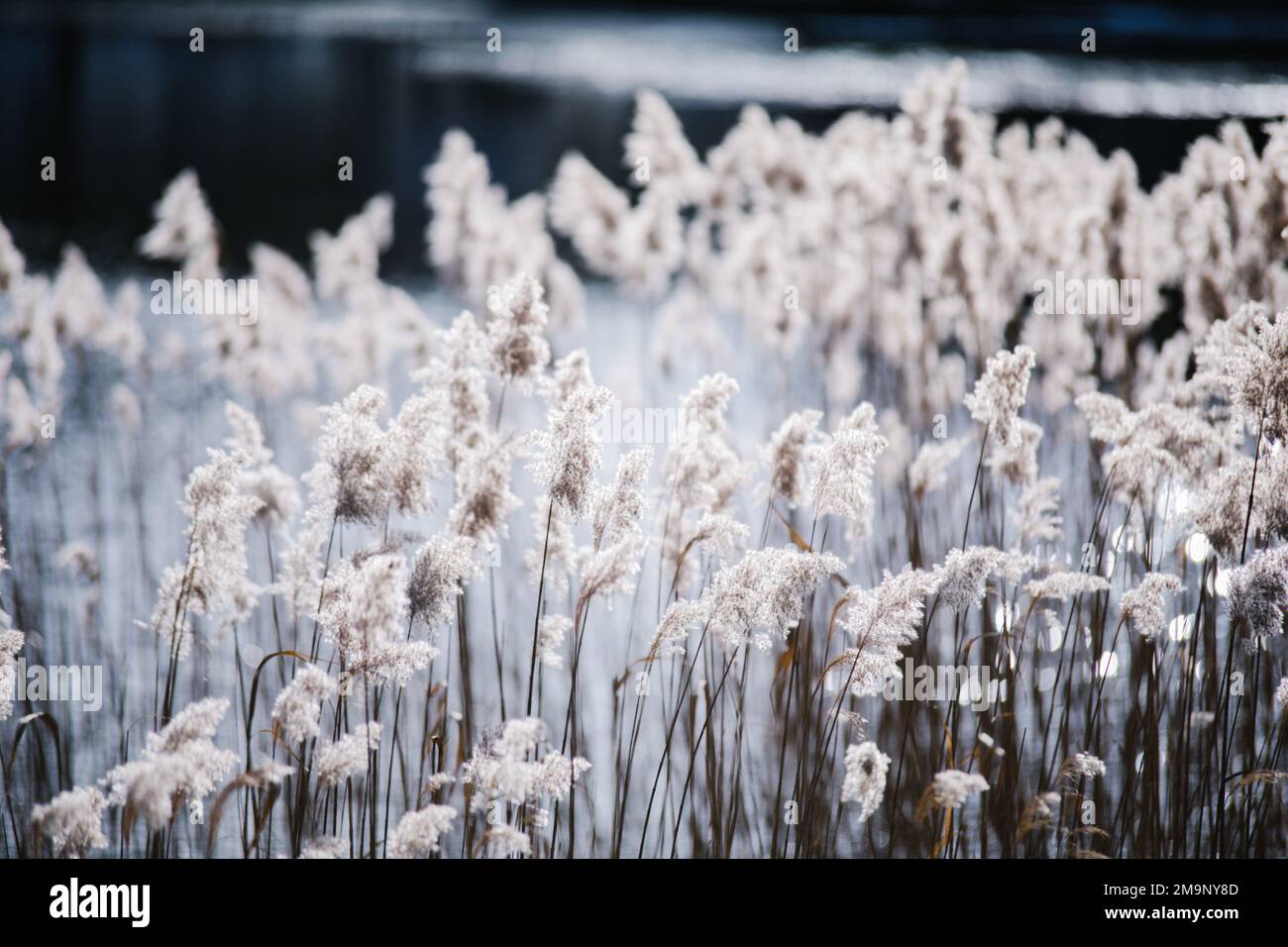 Abstract nature background. Stalks of dry tall grass. Wild reeds grass ...