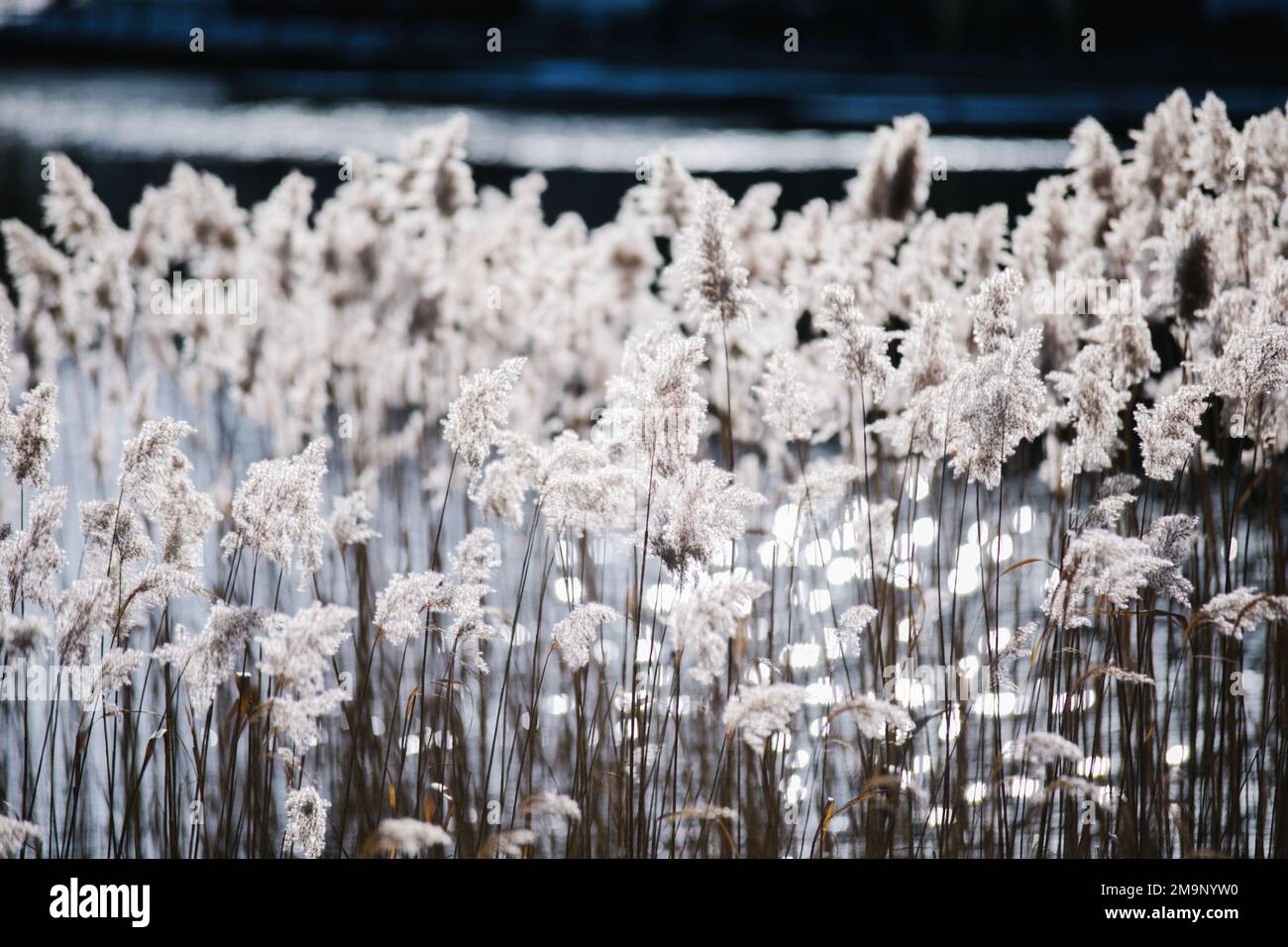 Abstract nature background. Stalks of dry tall grass. Wild reeds grass ...