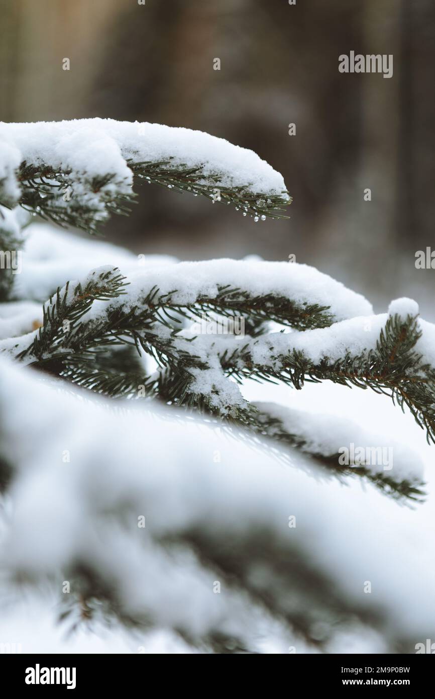 A snow-covered evergreen tree branch in a forest on a cold winter day ...