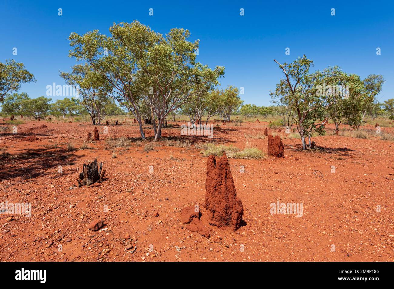 Termite mounds in the Australian Outback, Kajabbi, Queensland, QLD ...