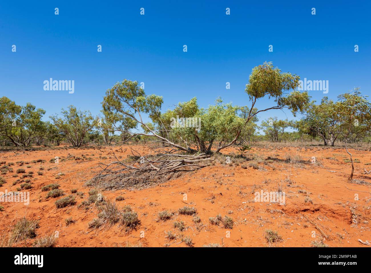 Typical view of the Australian Outback and vegetation, Kajabbi ...