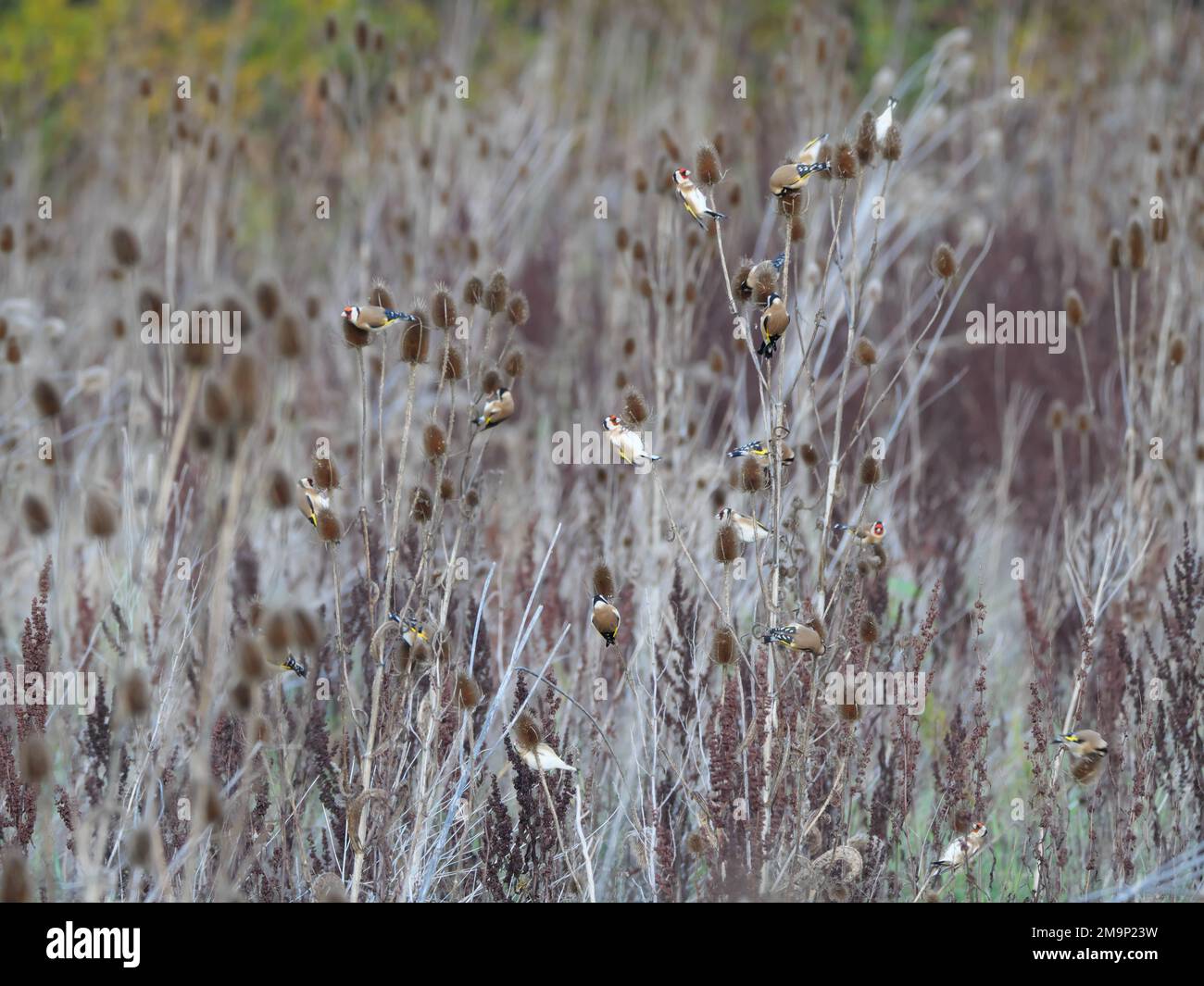 Goldfinches (Carduelis carduelis) sit on cardoons (Dipsacus) in autumn ...