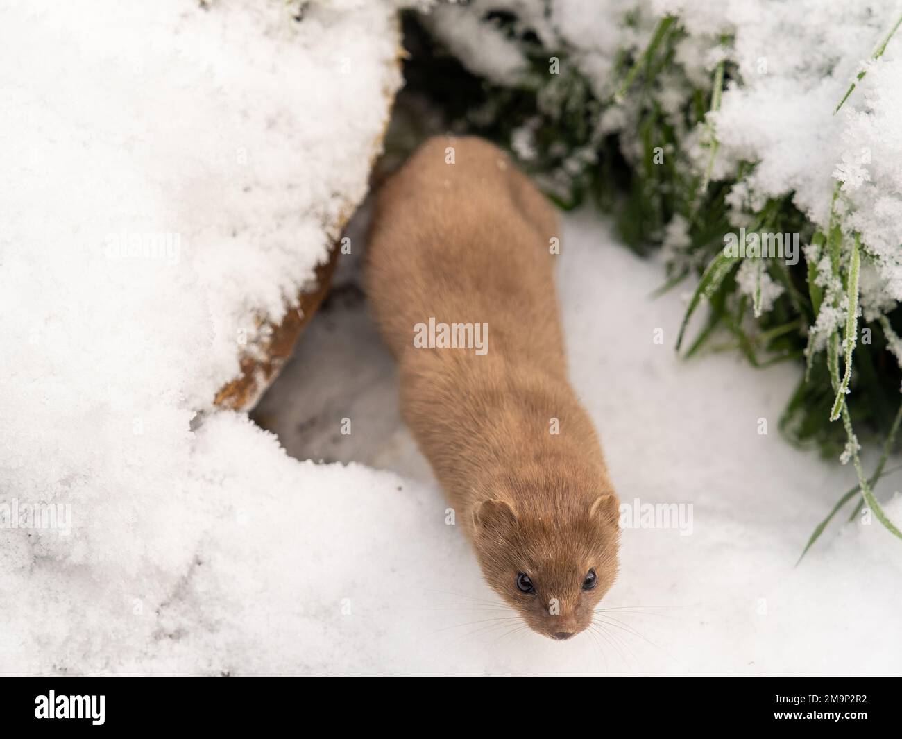 Weasel snow uk hi-res stock photography and images - Alamy
