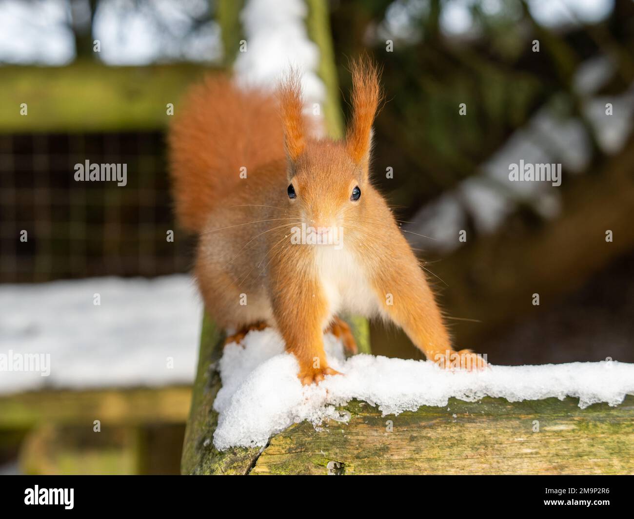 Red squirrel in snowfall hi-res stock photography and images - Alamy