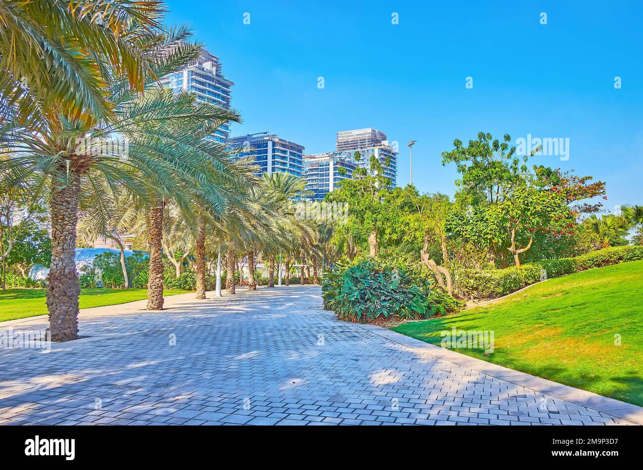 Walk down the shady alley with palms, lined with green lawn and ...