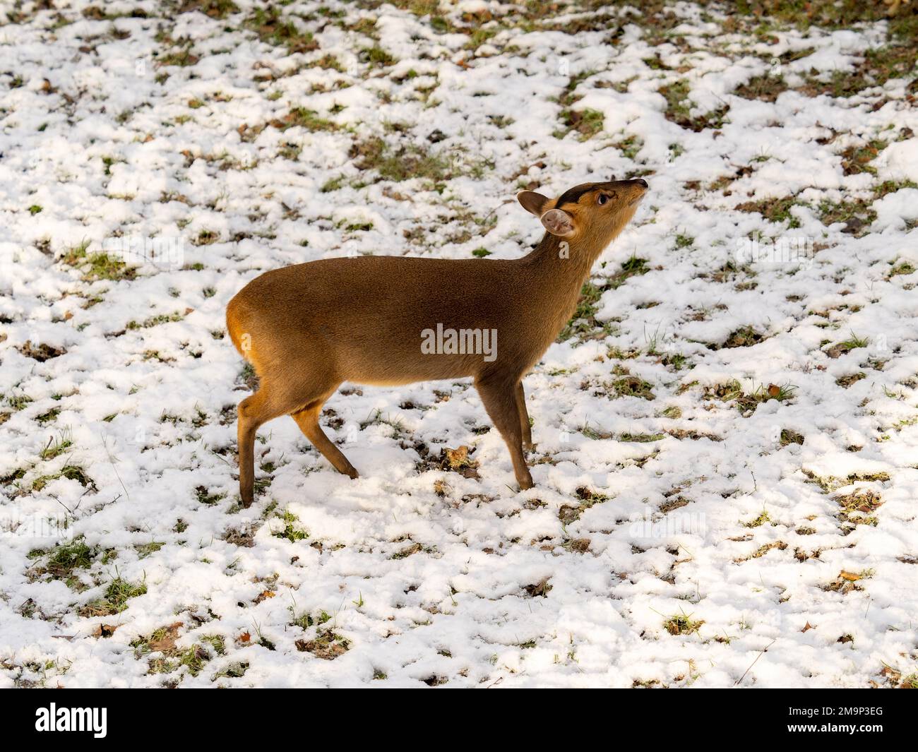 Rib faced deer hi-res stock photography and images - Alamy