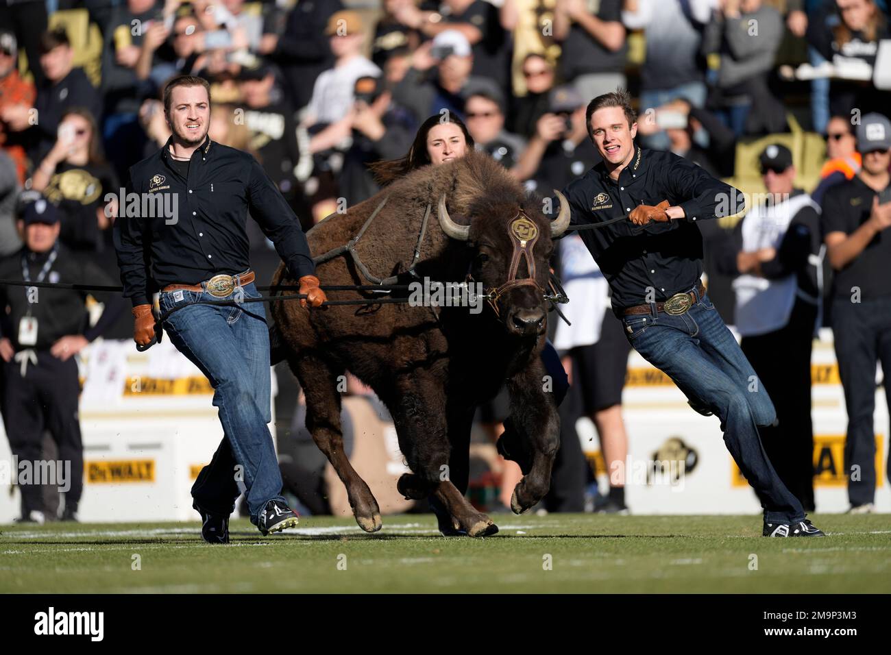 Handlers guide Colorado mascot Ralphie VI on ceremonial run before an ...
