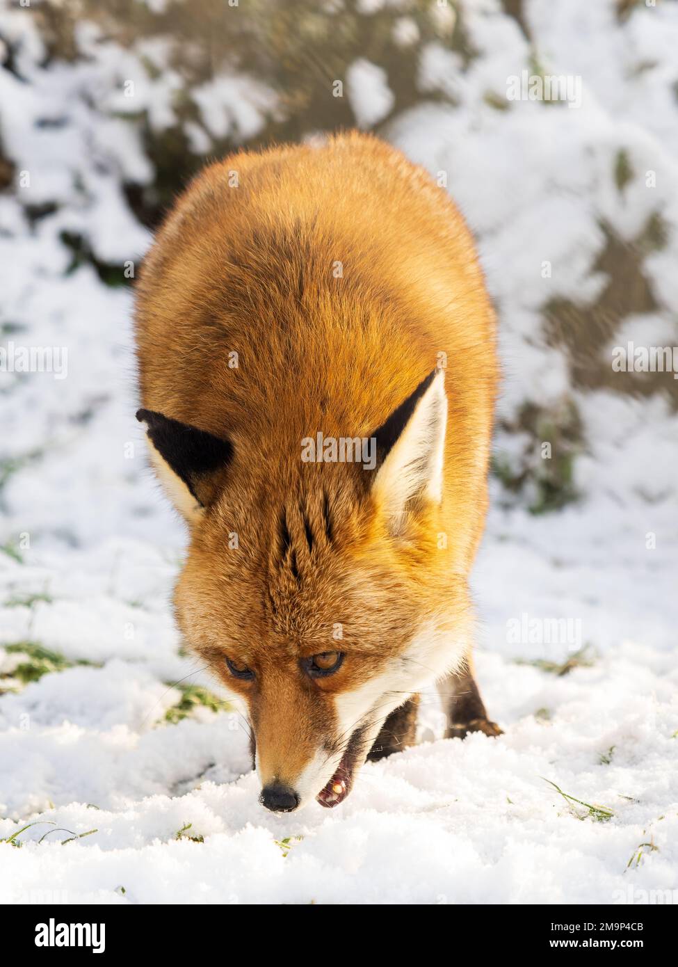 Red Fox in the Snow Stock Photo - Alamy
