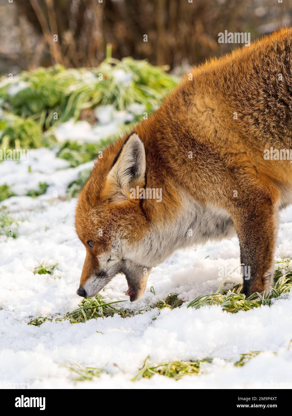 Red Fox in the Snow Stock Photo - Alamy