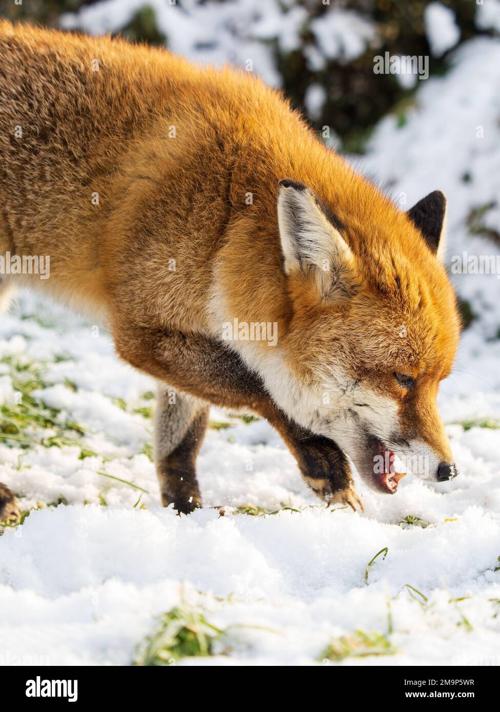 Red Fox in the Snow Stock Photo - Alamy