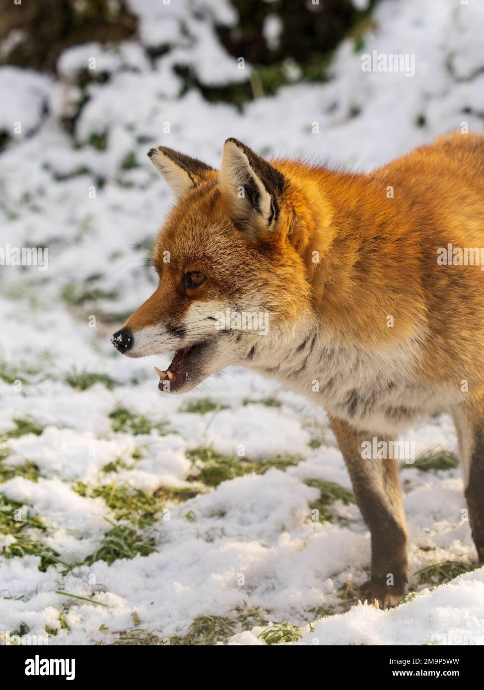 Red Fox in the Snow Stock Photo - Alamy